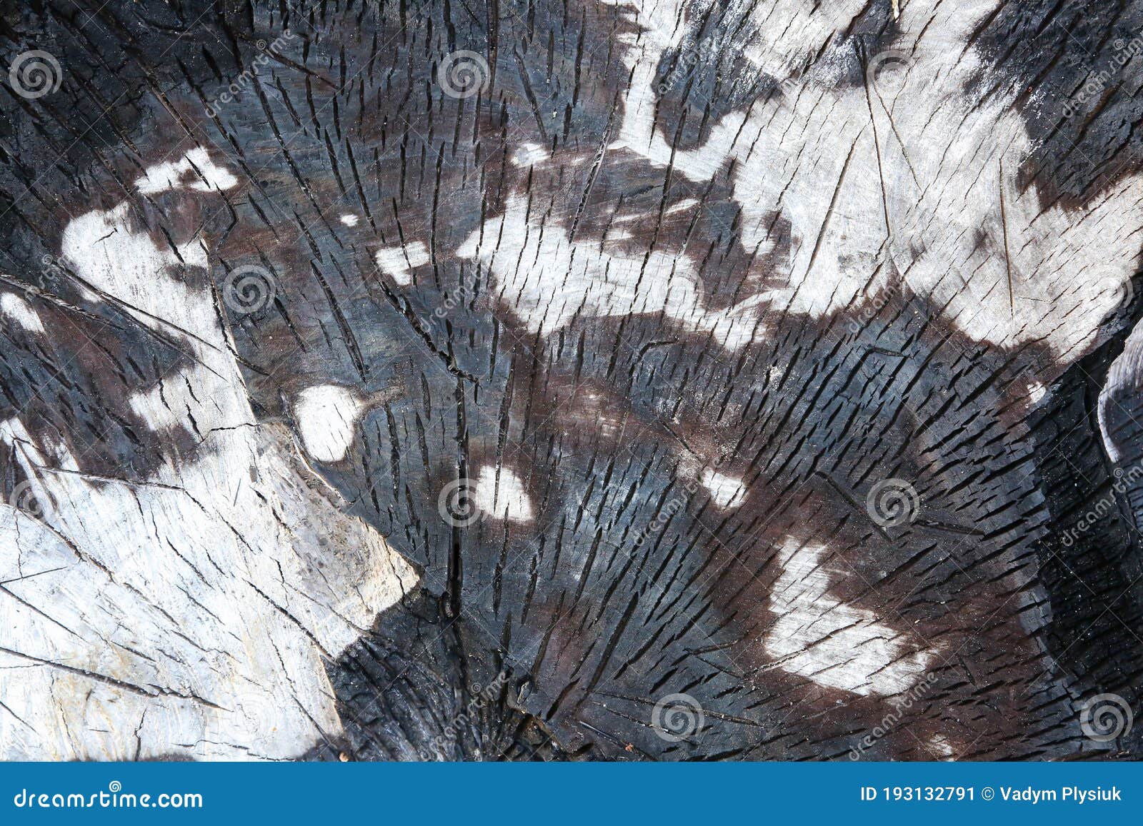 Burnt Tree Trunk. Fire Hazard. Ecological Disaster Stock Image - Image ...