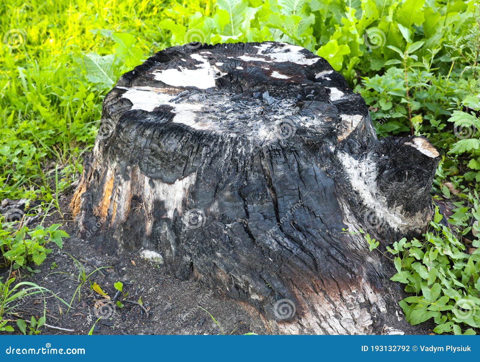 Burnt Tree Trunk. Fire Hazard. Ecological Disaster Stock Photo - Image ...