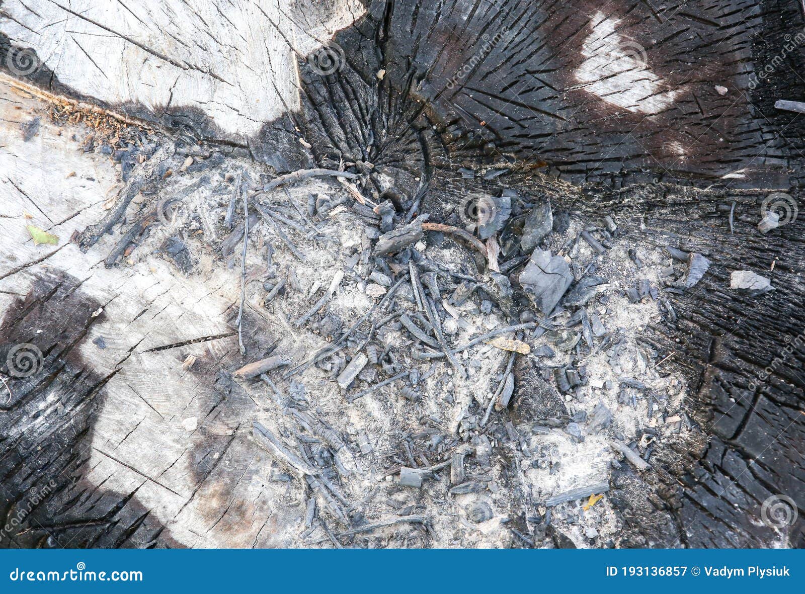 Burnt Tree Trunk. Fire Hazard. Ecological Disaster Stock Image - Image ...