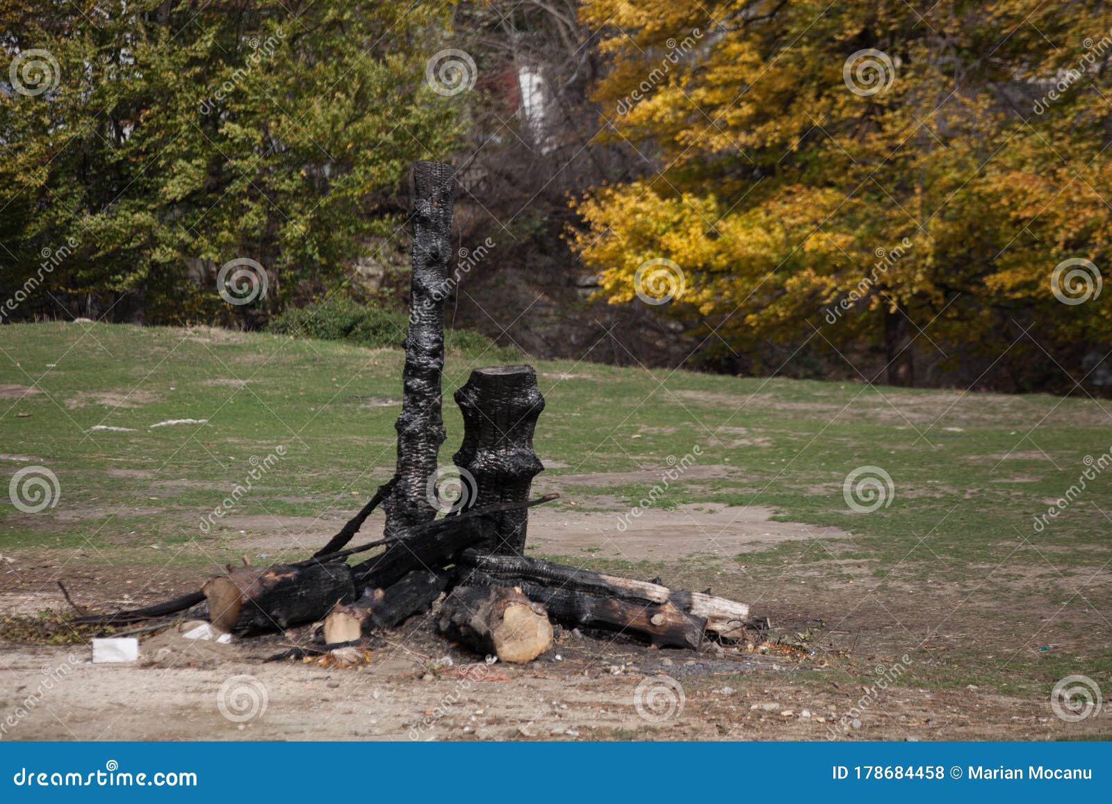 Burnt Tree Royalty-Free Stock Photo | CartoonDealer.com #88147185