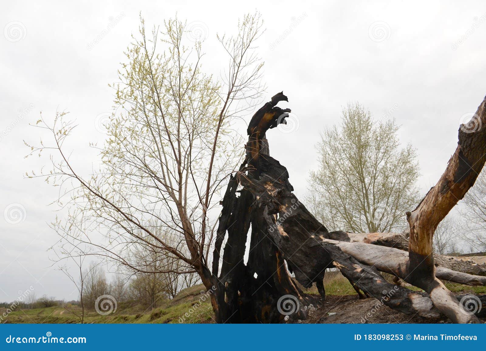 A Burnt Tree Trunk, but Part of the Tree is Alive. Stock Image - Image ...