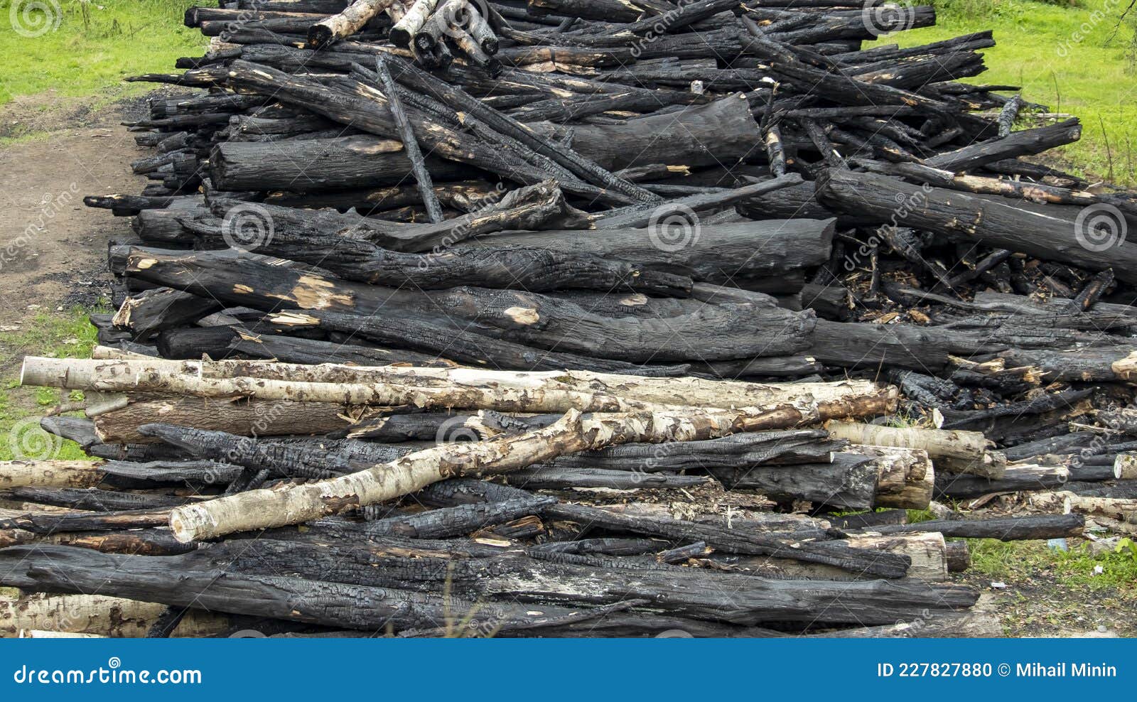Burnt Tree Trunks after a Forest Fire, Stock Photo - Image of ...