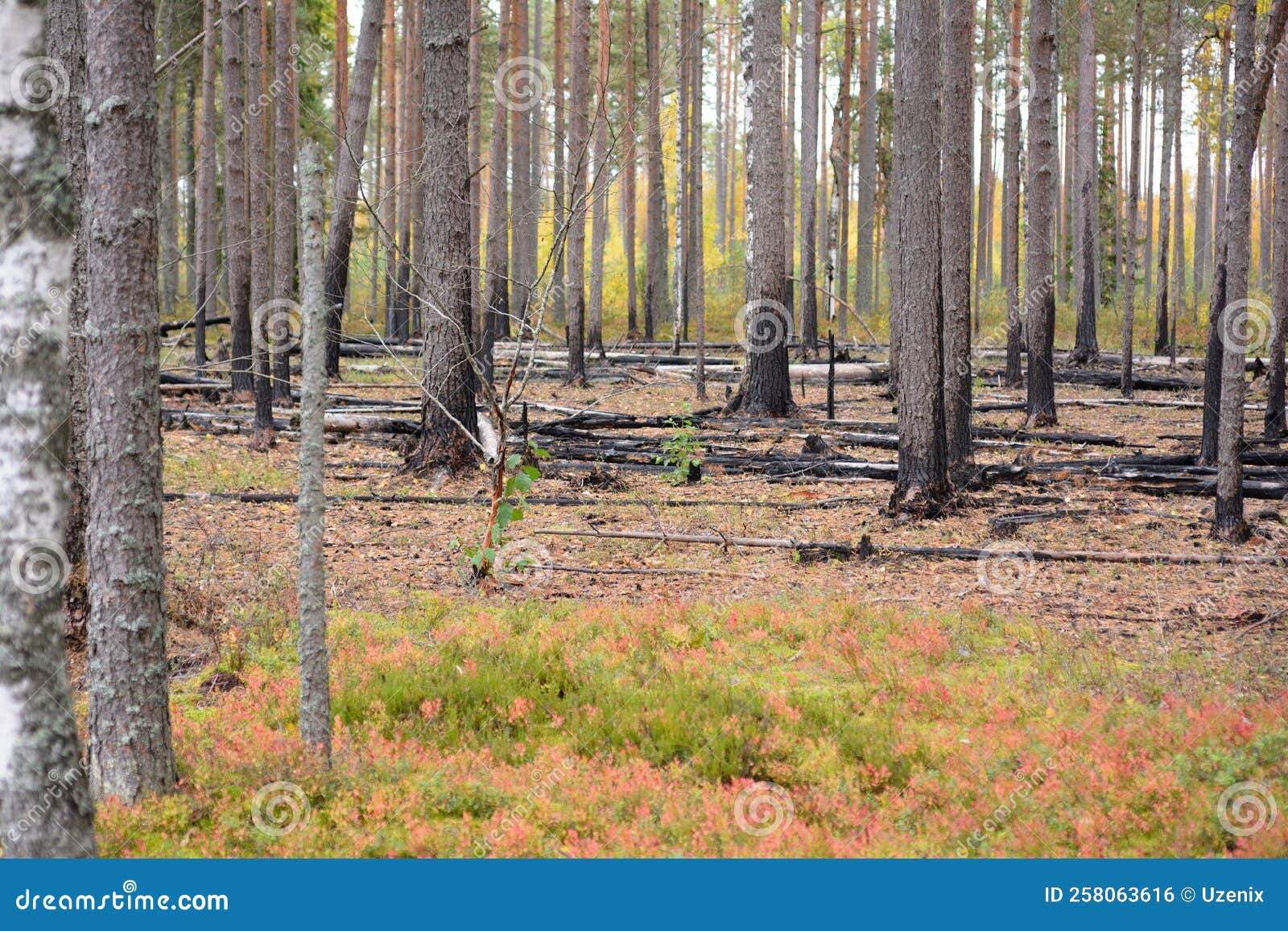 Burnt Tree Trunks after a Small Forest Fire Stock Photo - Image of ...
