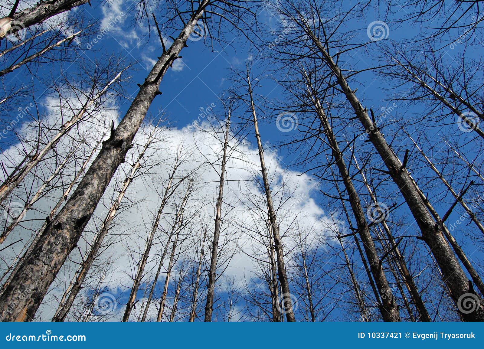 Burnt trees stock image. Image of scotch, wood, woods - 10337421