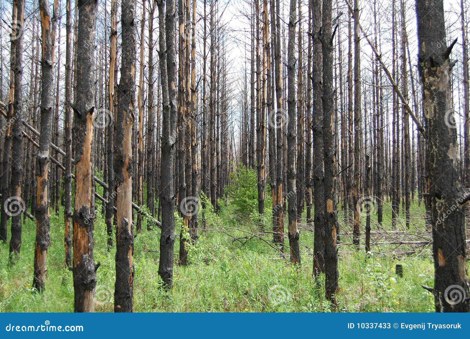 Burnt trees stock image. Image of wood, pine, burnt, forest - 10337433