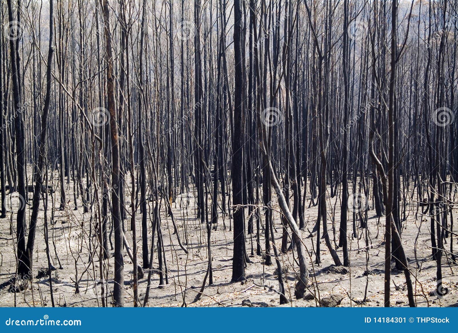 Burnt Trees stock image. Image of tasmania, burnt, pattern - 14184301