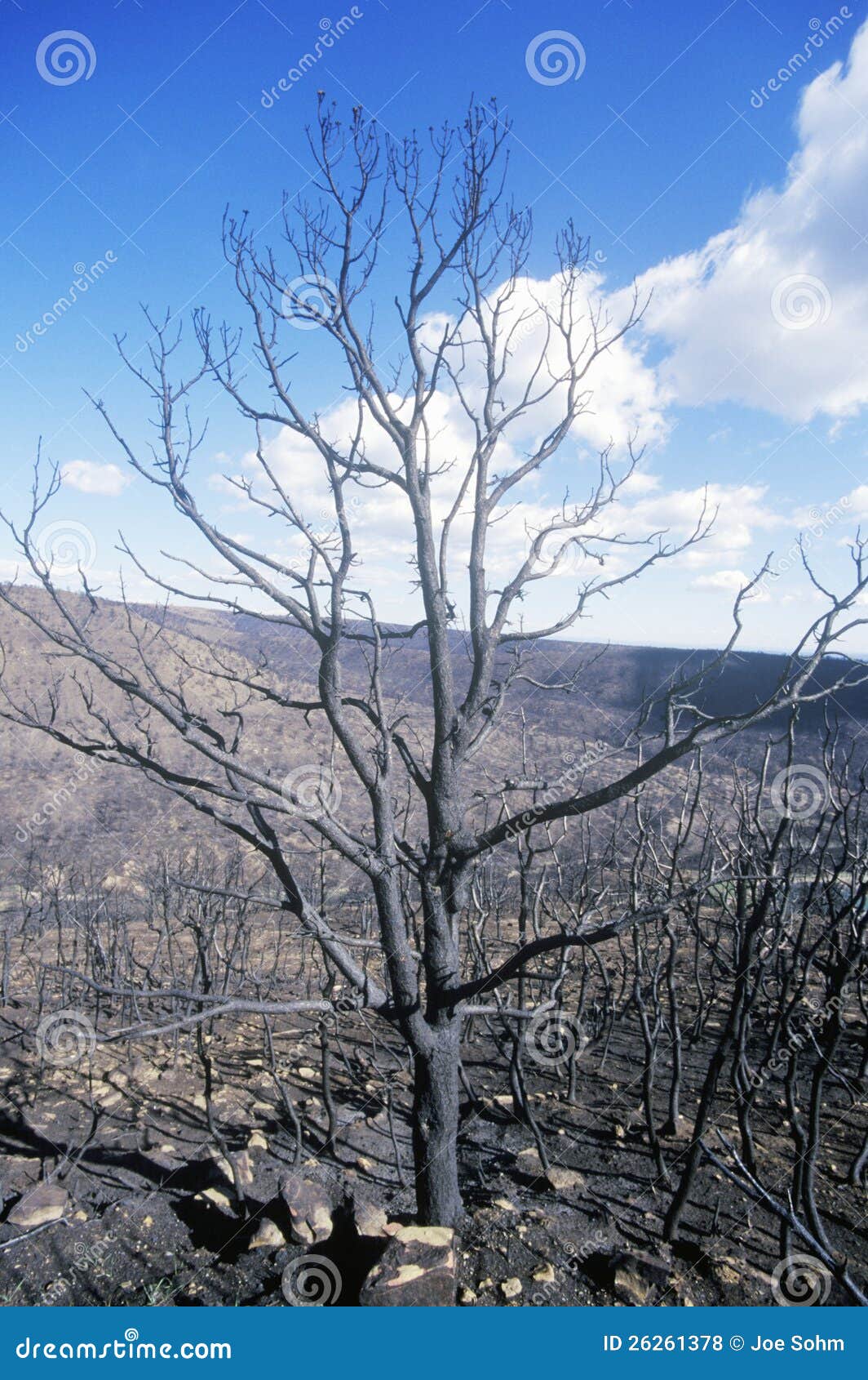 Burnt Trees In Movement Royalty-Free Stock Photo | CartoonDealer.com ...