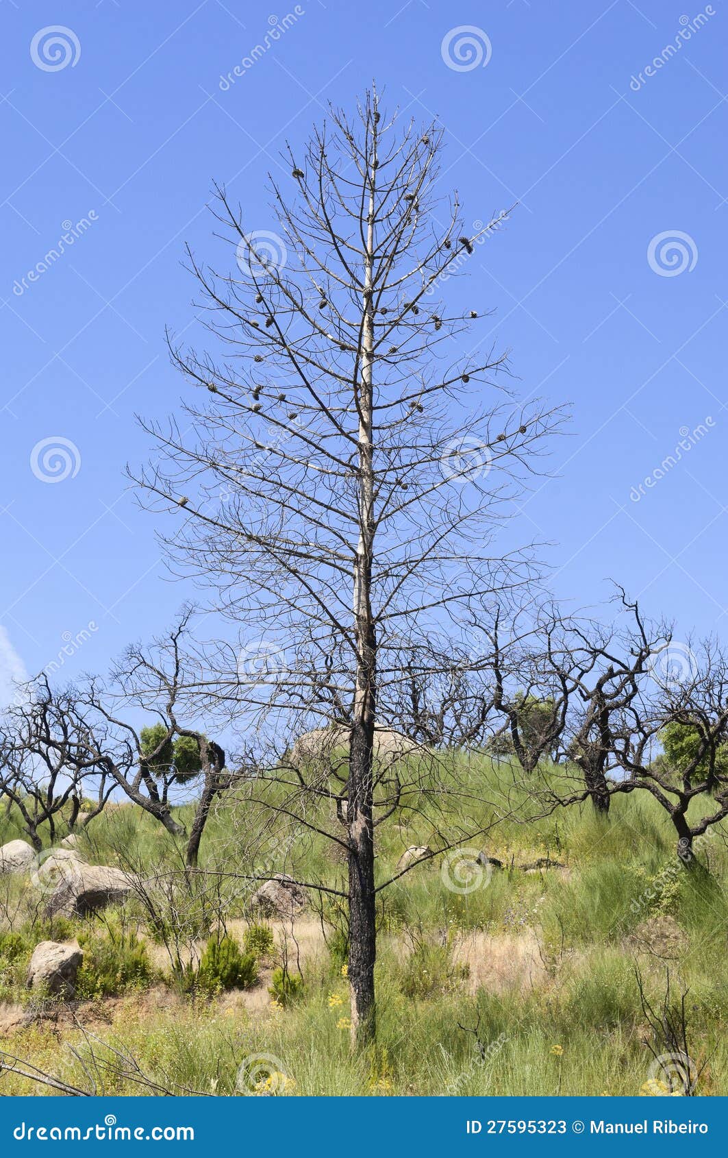 Burnt trees stock image. Image of tree, growing, nature - 27595323