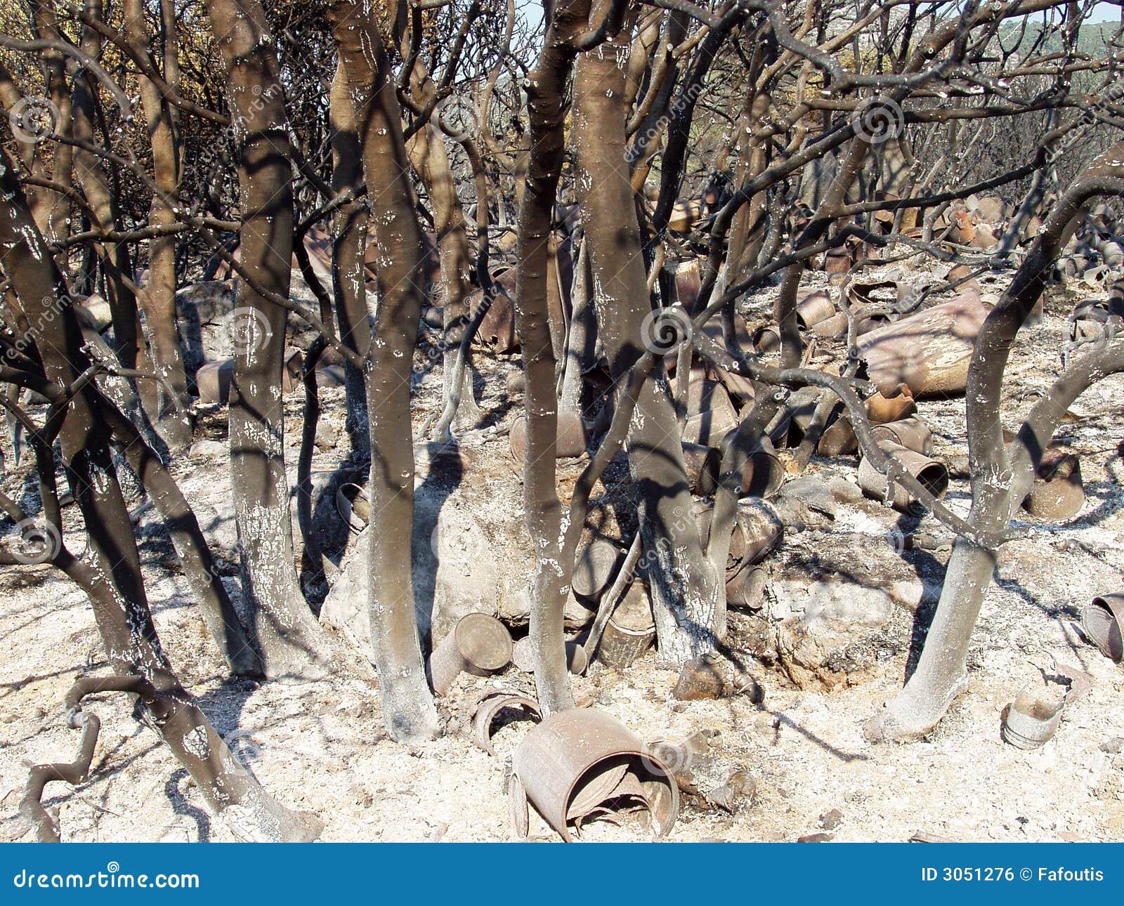 Burnt trees editorial photo. Image of oxygen, danger, catastrophe - 3051276