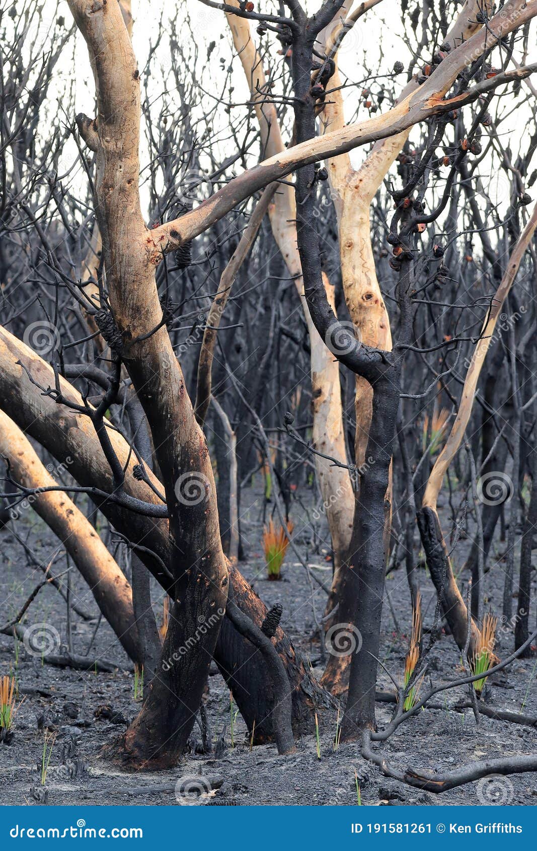 Burnt Vegetation after Bush Fire Stock Image - Image of fire, australia ...