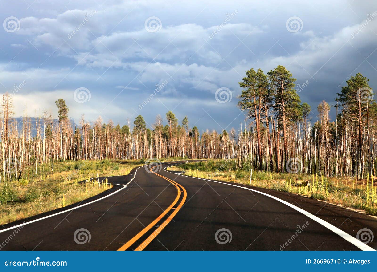 Burnt Trees Along the Way To Grand Canyon Stock Photo - Image of grand ...