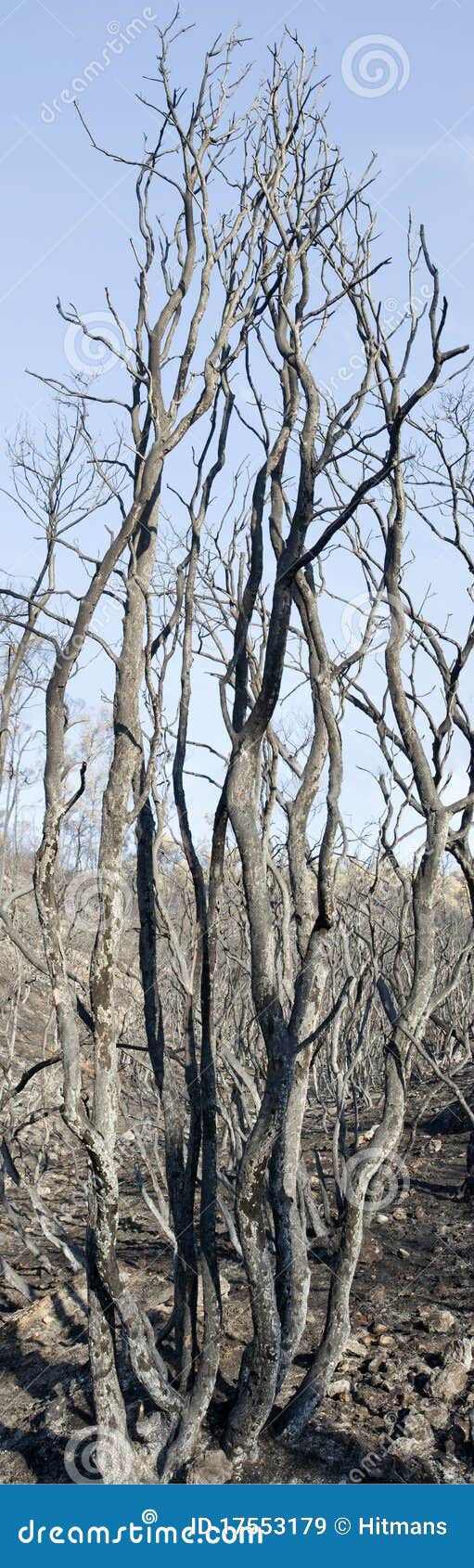 Burnt Trees In Movement Royalty-Free Stock Photo | CartoonDealer.com ...