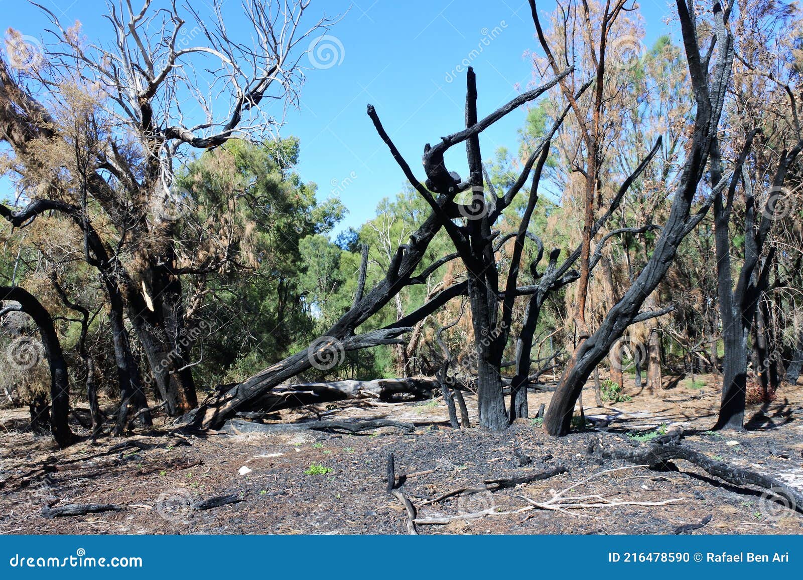 Burnt Trees after Controlled Bush Fire Stock Photo - Image of australia ...