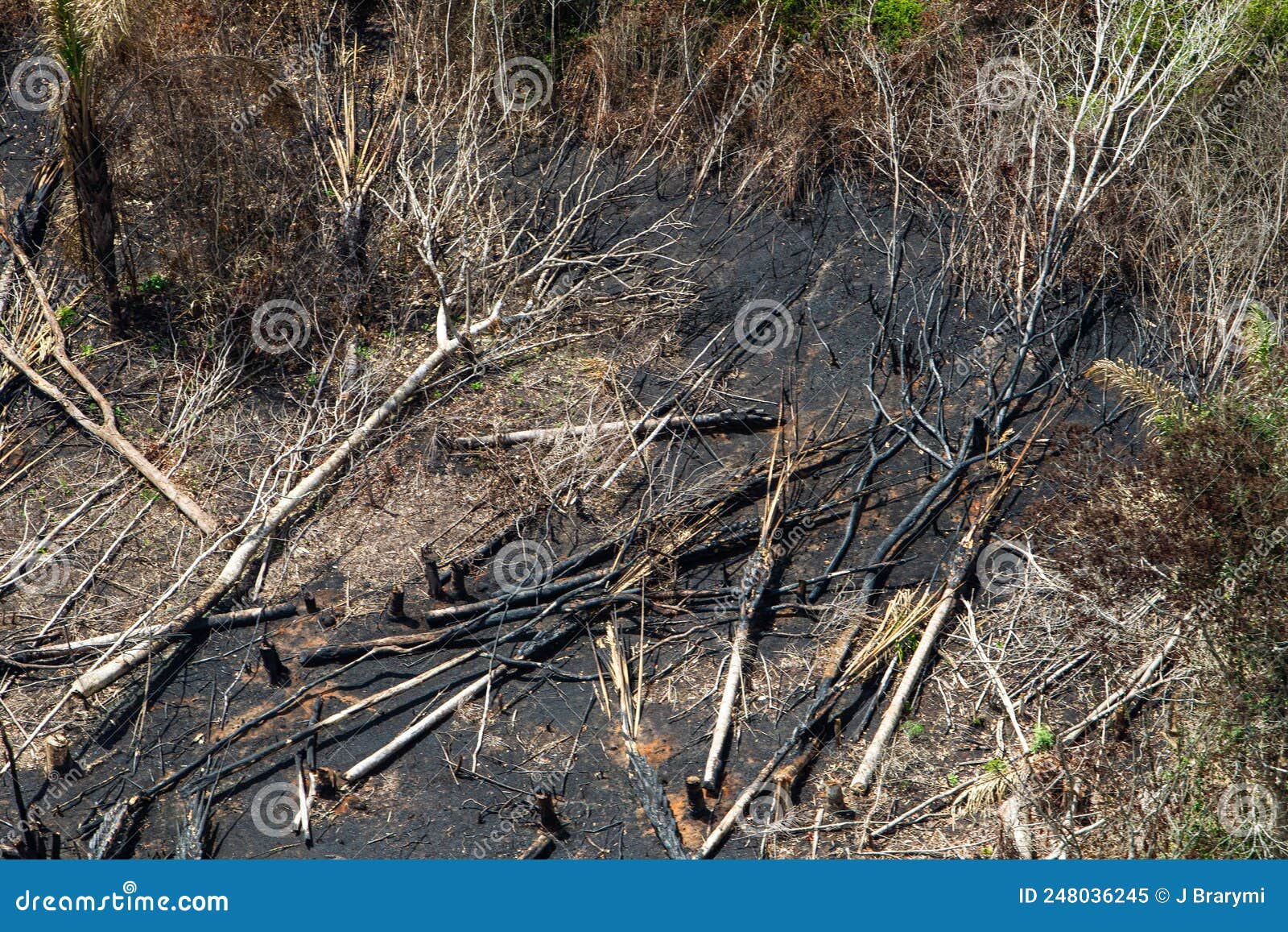 Burnt Trees in Deforestation Process Stock Image - Image of change ...