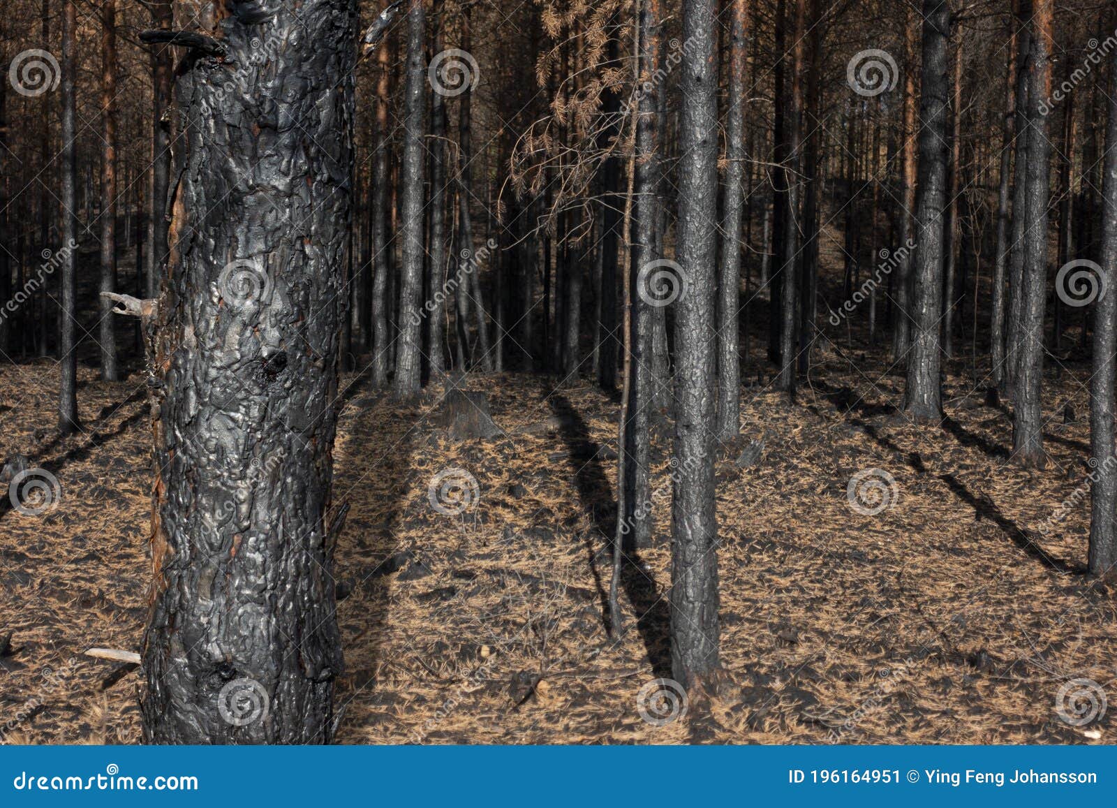 Burnt Trees after Forest Fire Stock Image - Image of north, evergreen ...