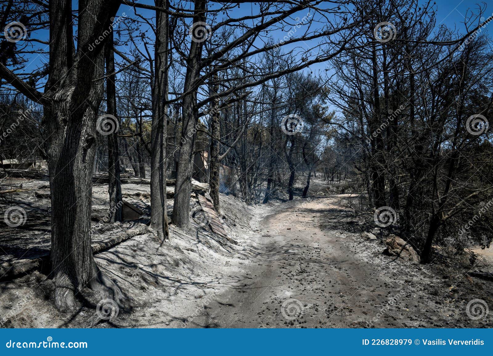 Burnt Trees after a Fire in the Coniferous Forest Stock Image - Image ...