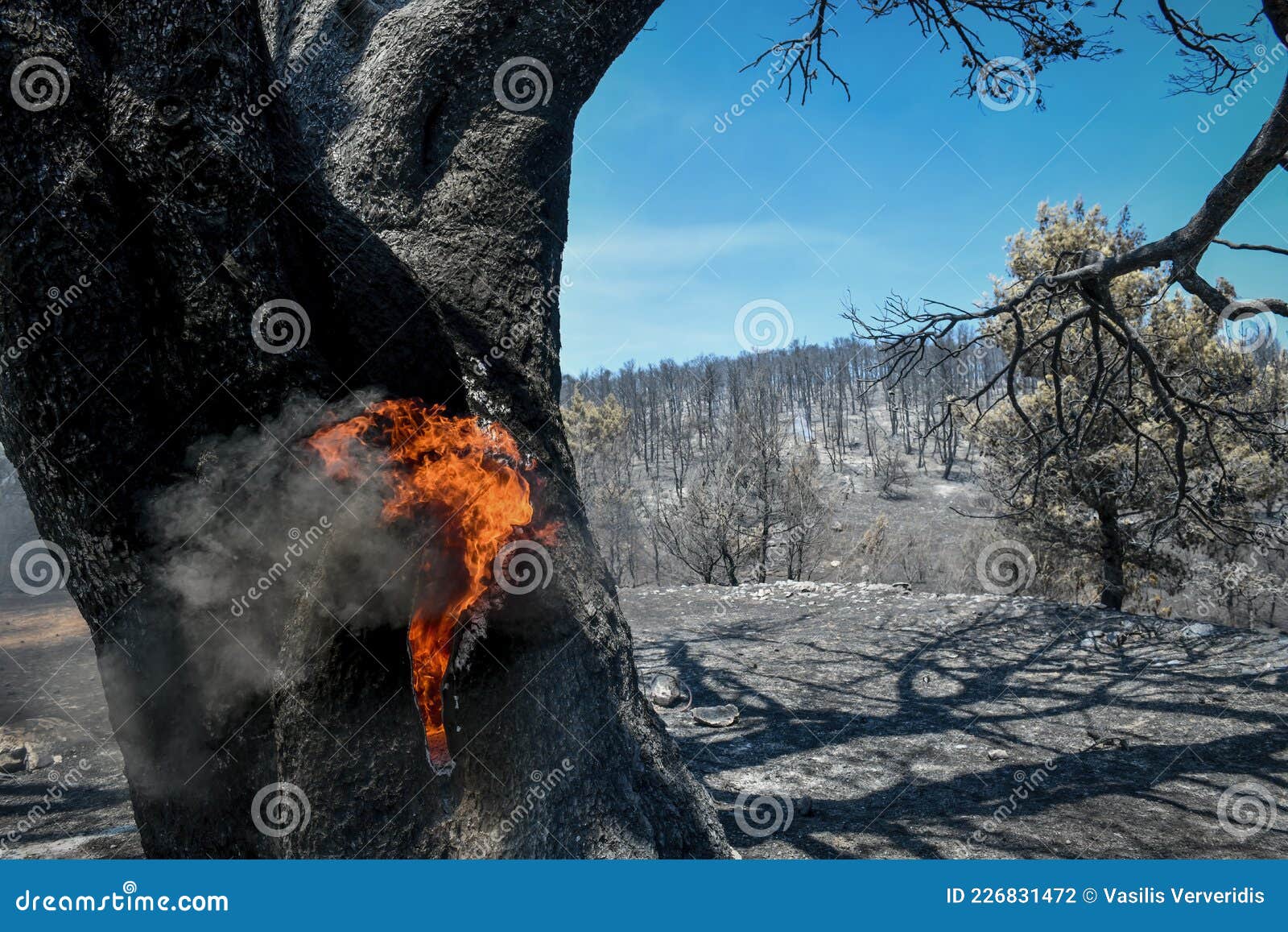 Burnt Trees after a Fire in the Coniferous Forest Stock Photo - Image ...