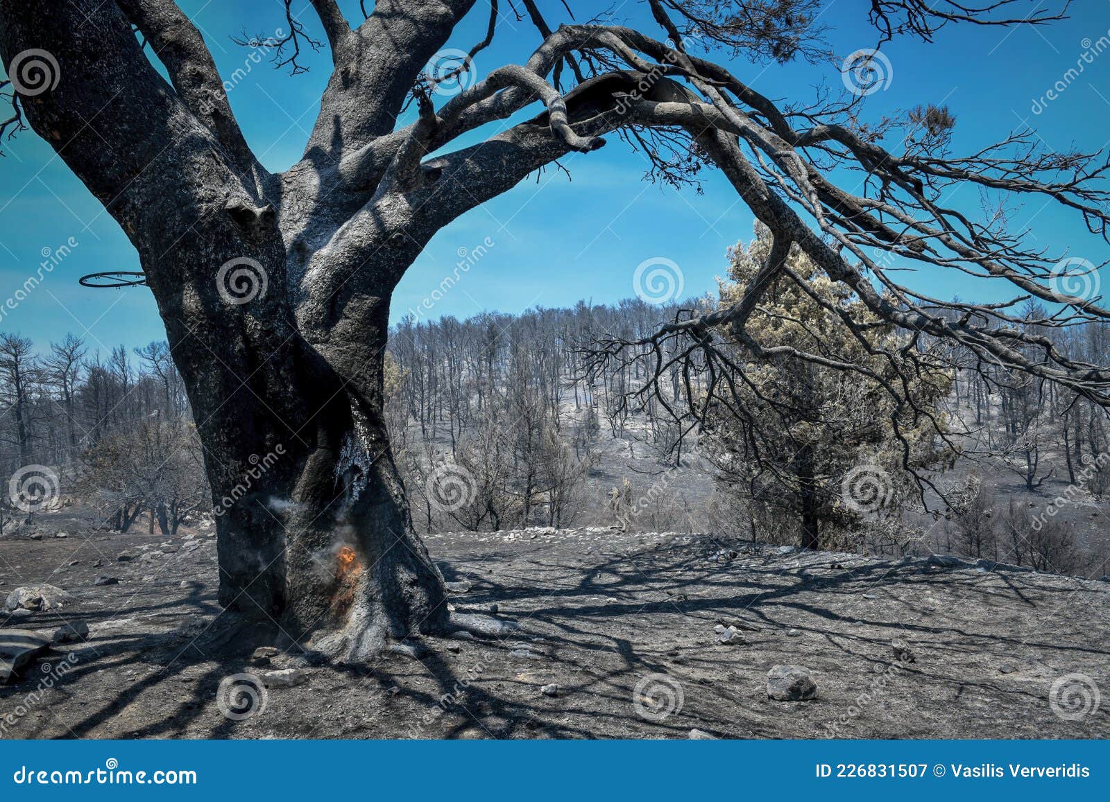 Burnt Trees after a Fire in the Coniferous Forest Stock Image - Image ...