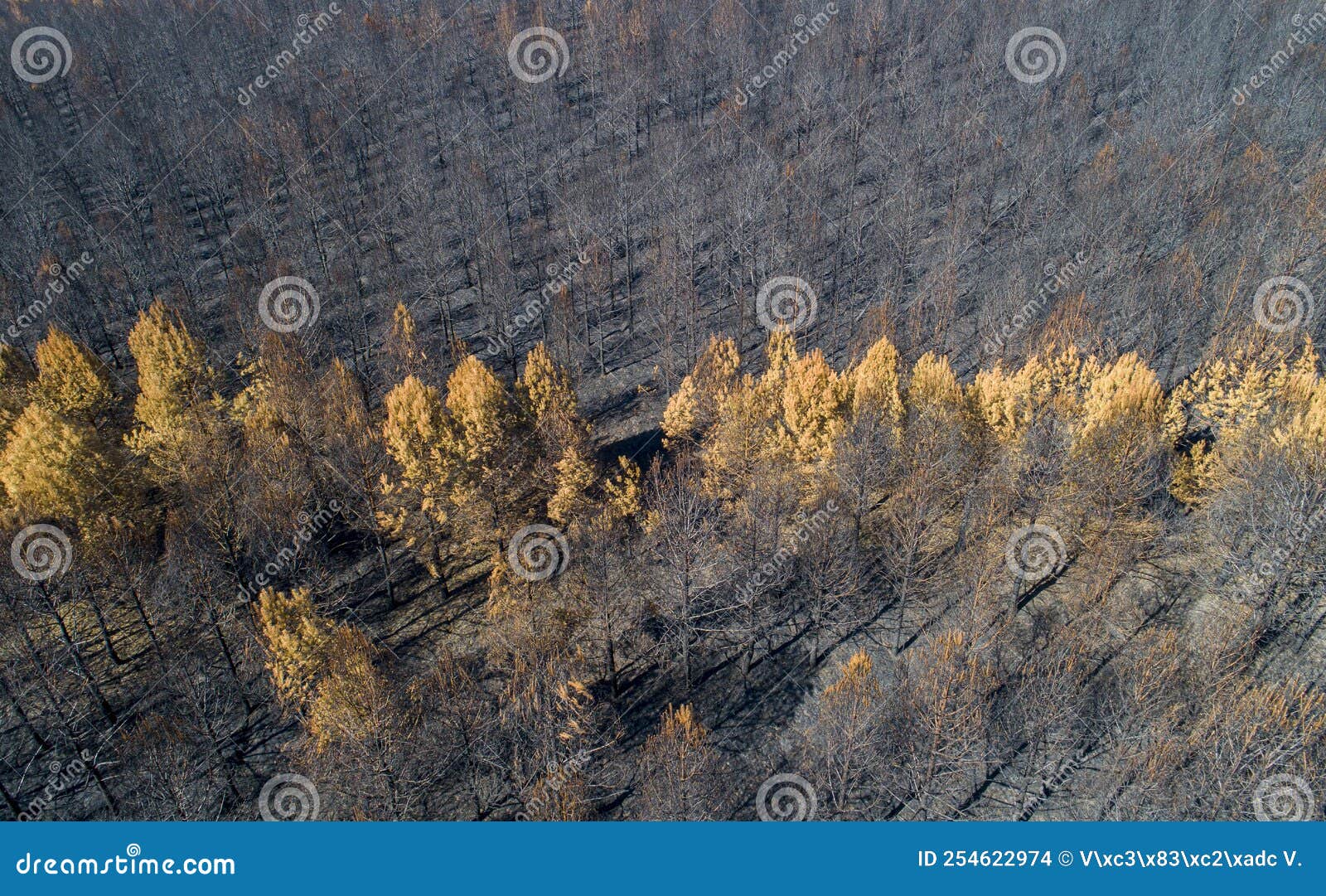 Burnt Trees after a Forest Fire, Aerial Top View Dead Black Forest ...