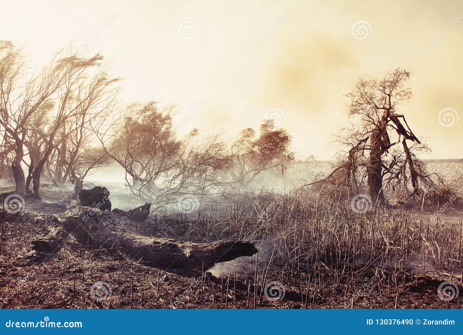 Burnt Trees after a Forest Fire Stock Photo - Image of damage ...
