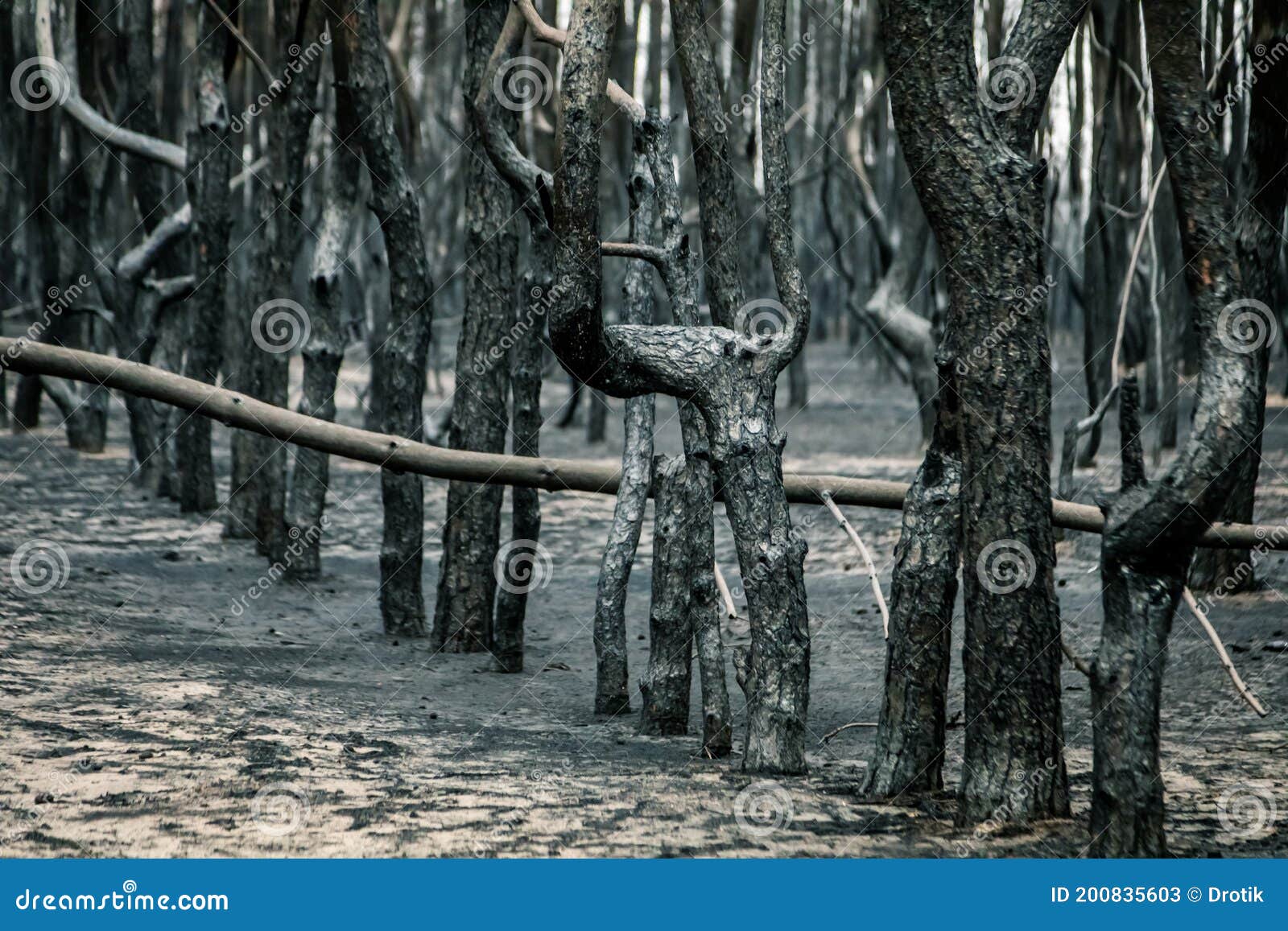 Burnt Trees after a Forest Fire Stock Image - Image of changing, fire ...