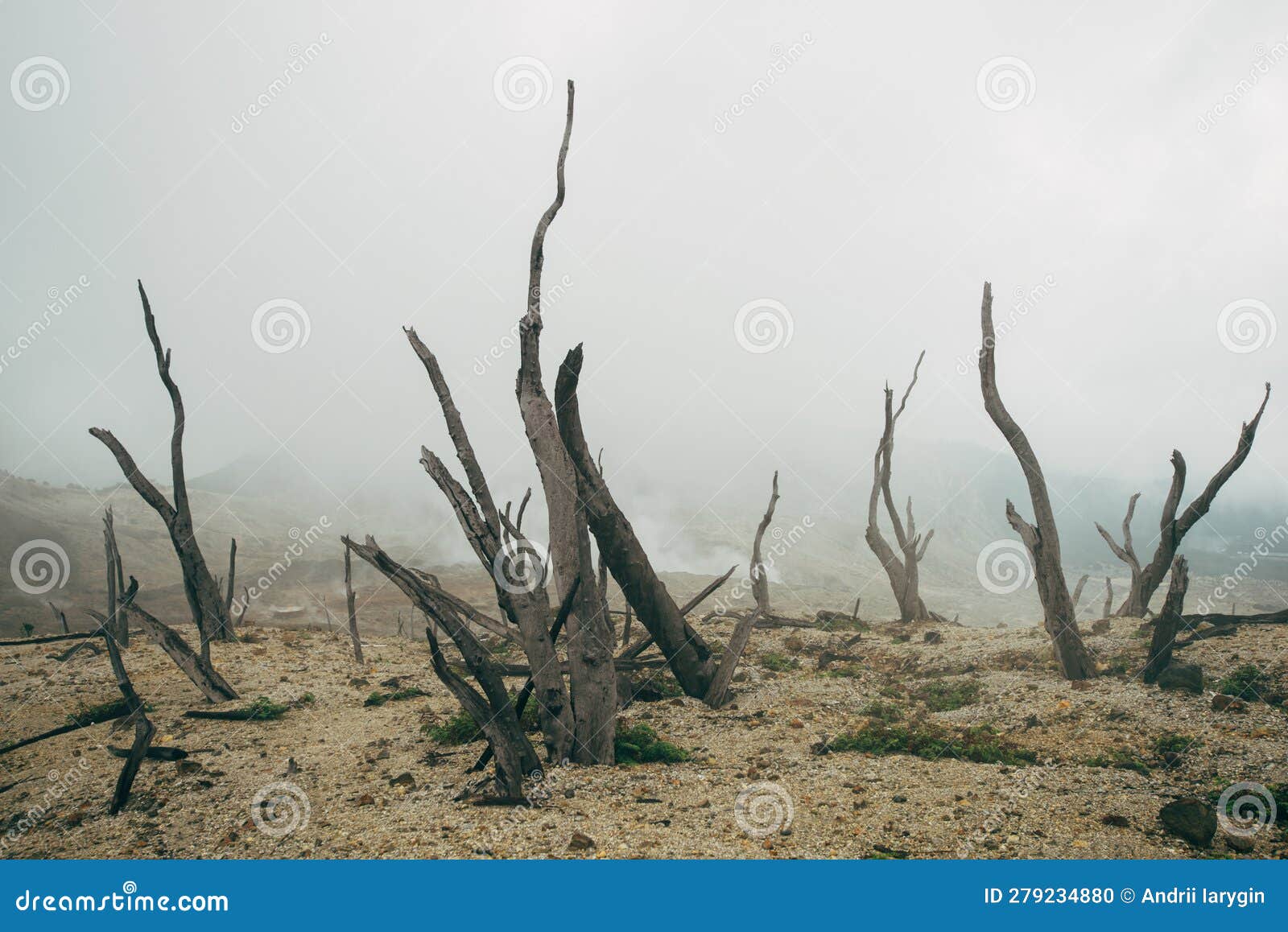 Burnt Trees after a Forest Fire. Dead Black Forest after Fire Stock ...