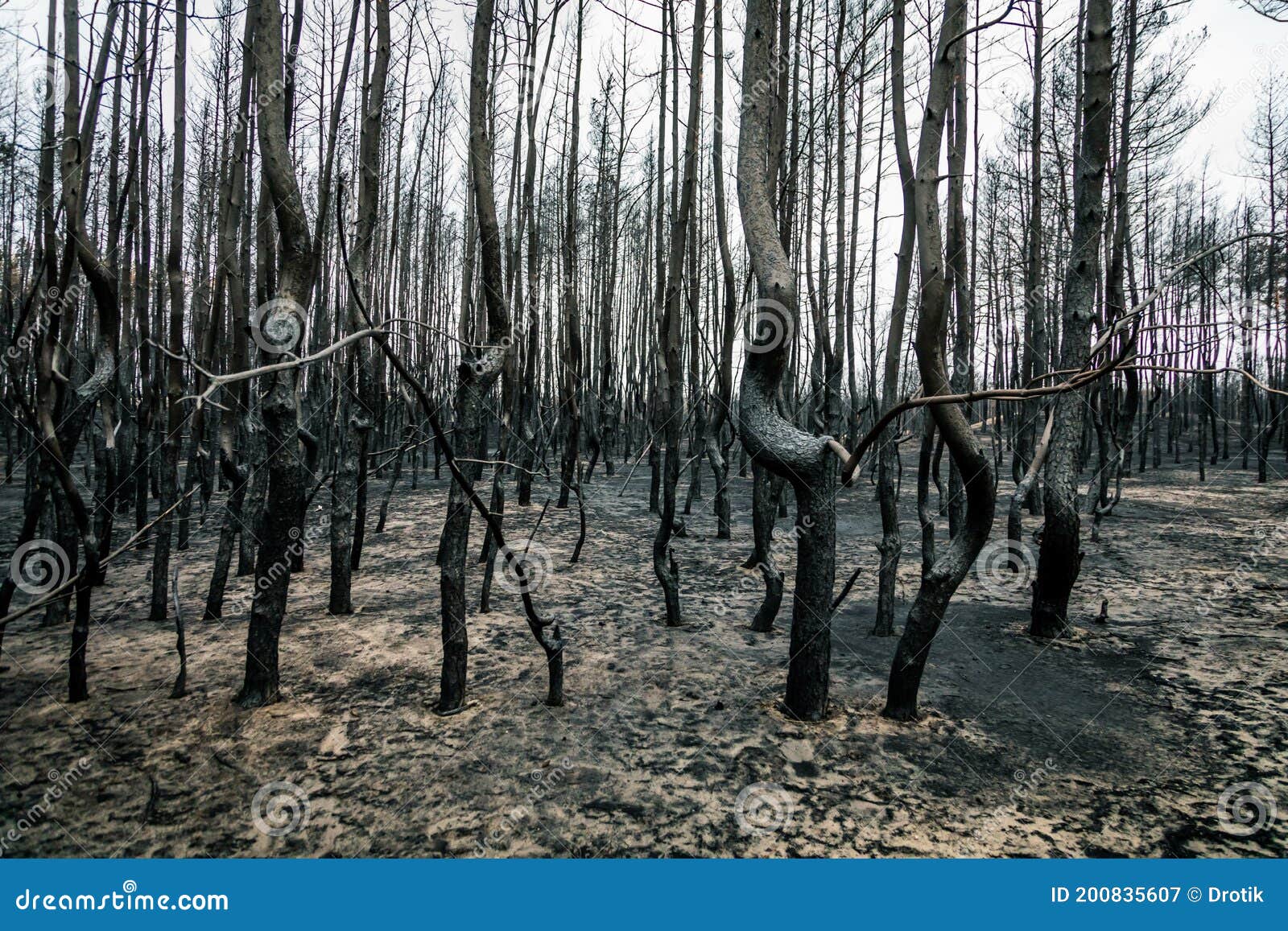 Burnt Trees after a Forest Fire Stock Image - Image of bushfire, aerial ...