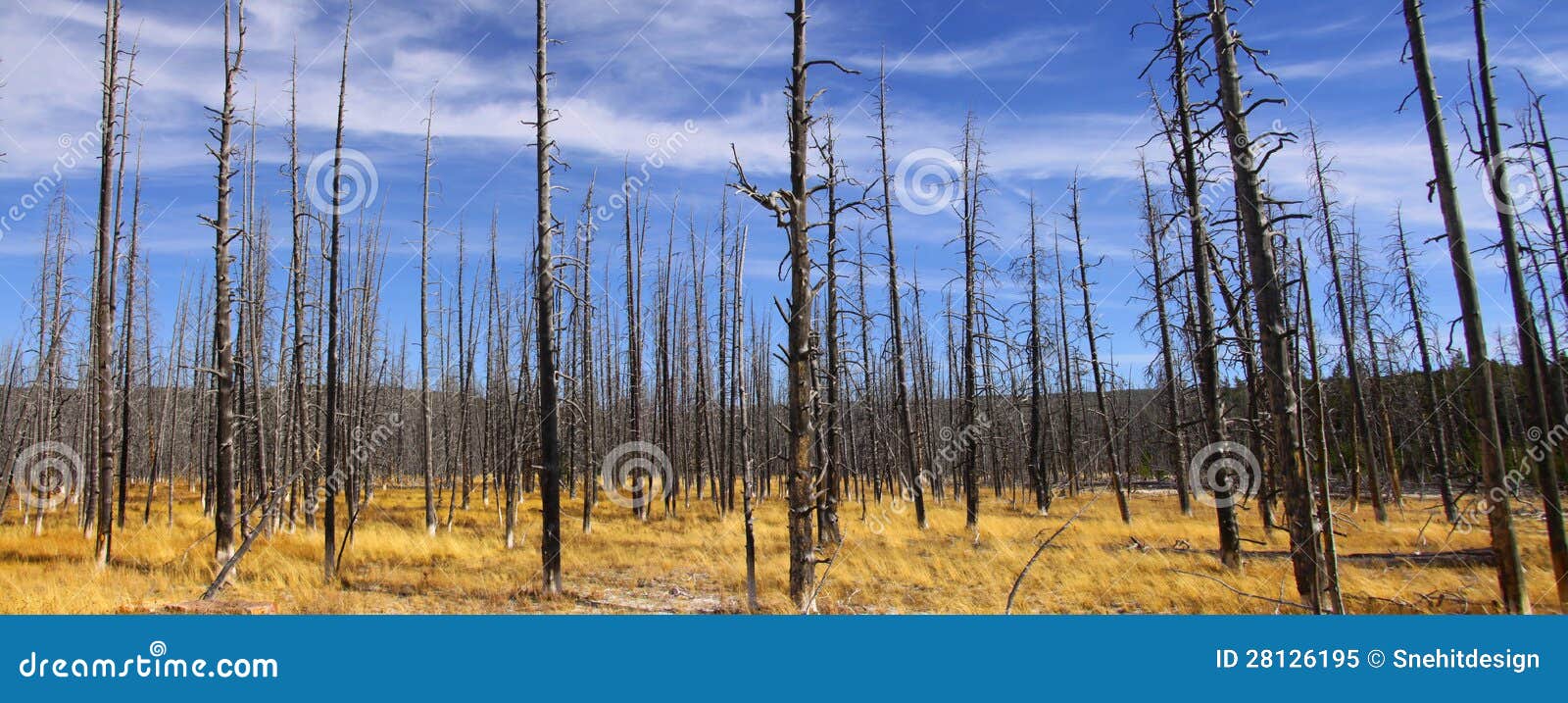 Burnt trees landscape stock image. Image of snag, stub - 28126195