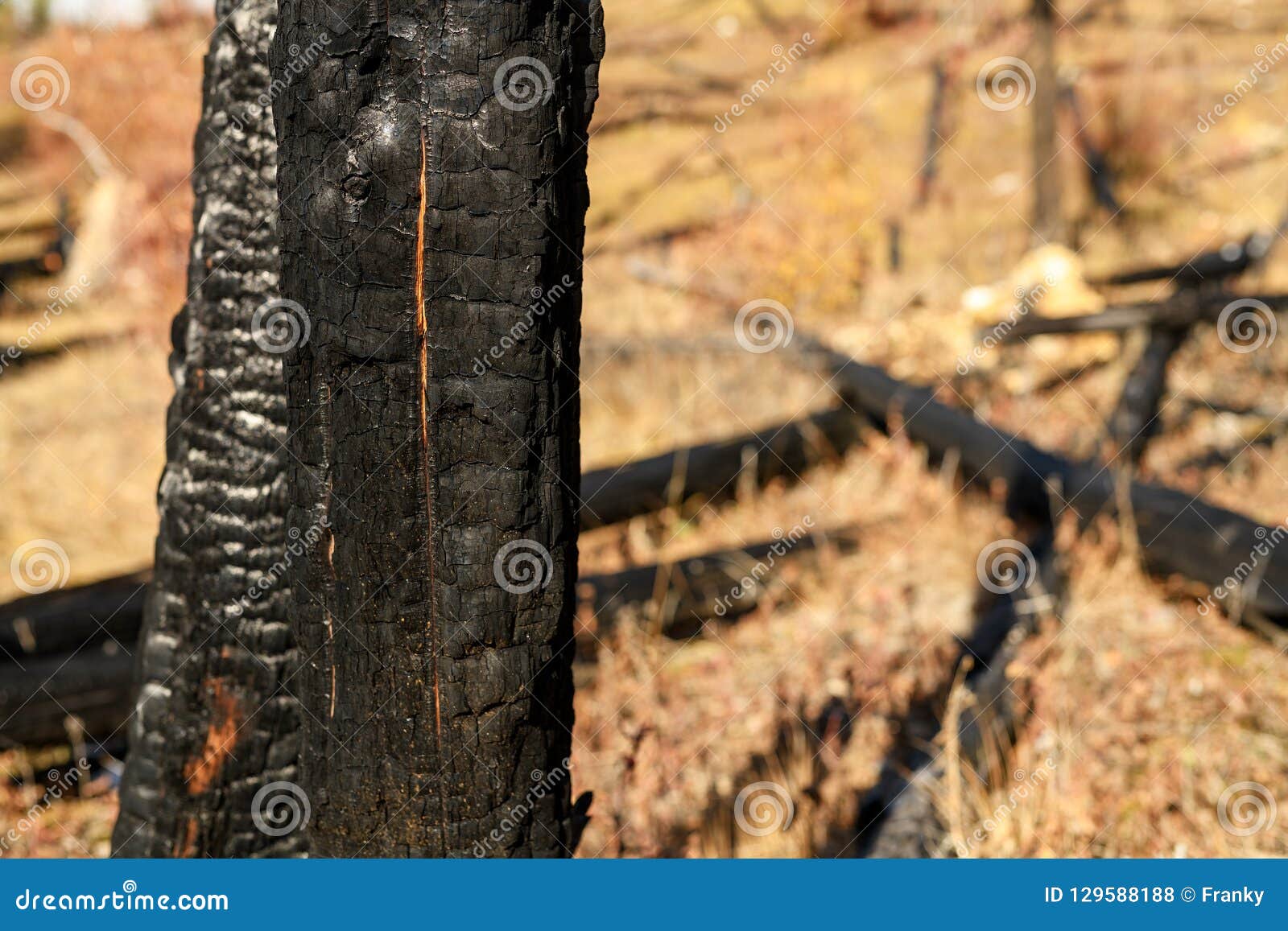 Burnt Trees on Mountain after Wildfire Stock Photo - Image of ecosystem ...