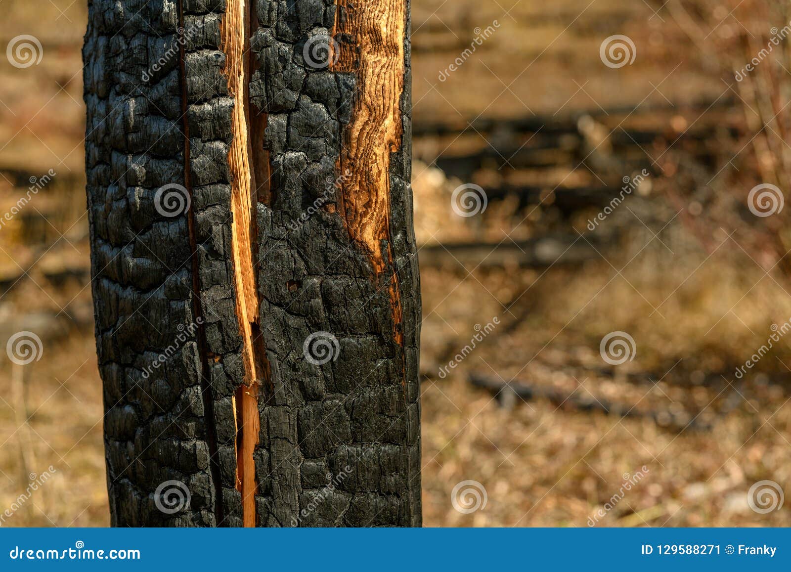 Burnt Trees on Mountain after Wildfire Stock Image - Image of coal ...
