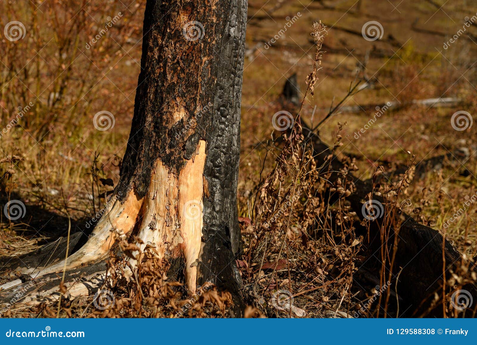 Burnt Trees on Mountain after Wildfire Stock Photo - Image of issues ...