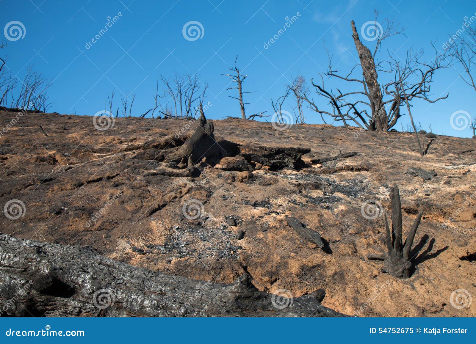 Burnt Trees on Mountainside after Devastating Fire Stock Image - Image ...