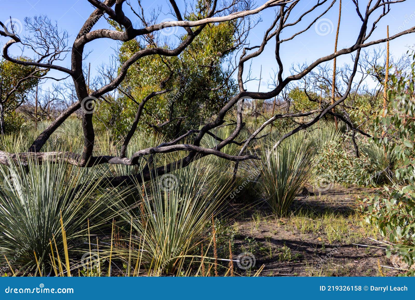 Burnt Trees and New Vegetation on Kangaroo Island on May 8th 2021 Stock ...