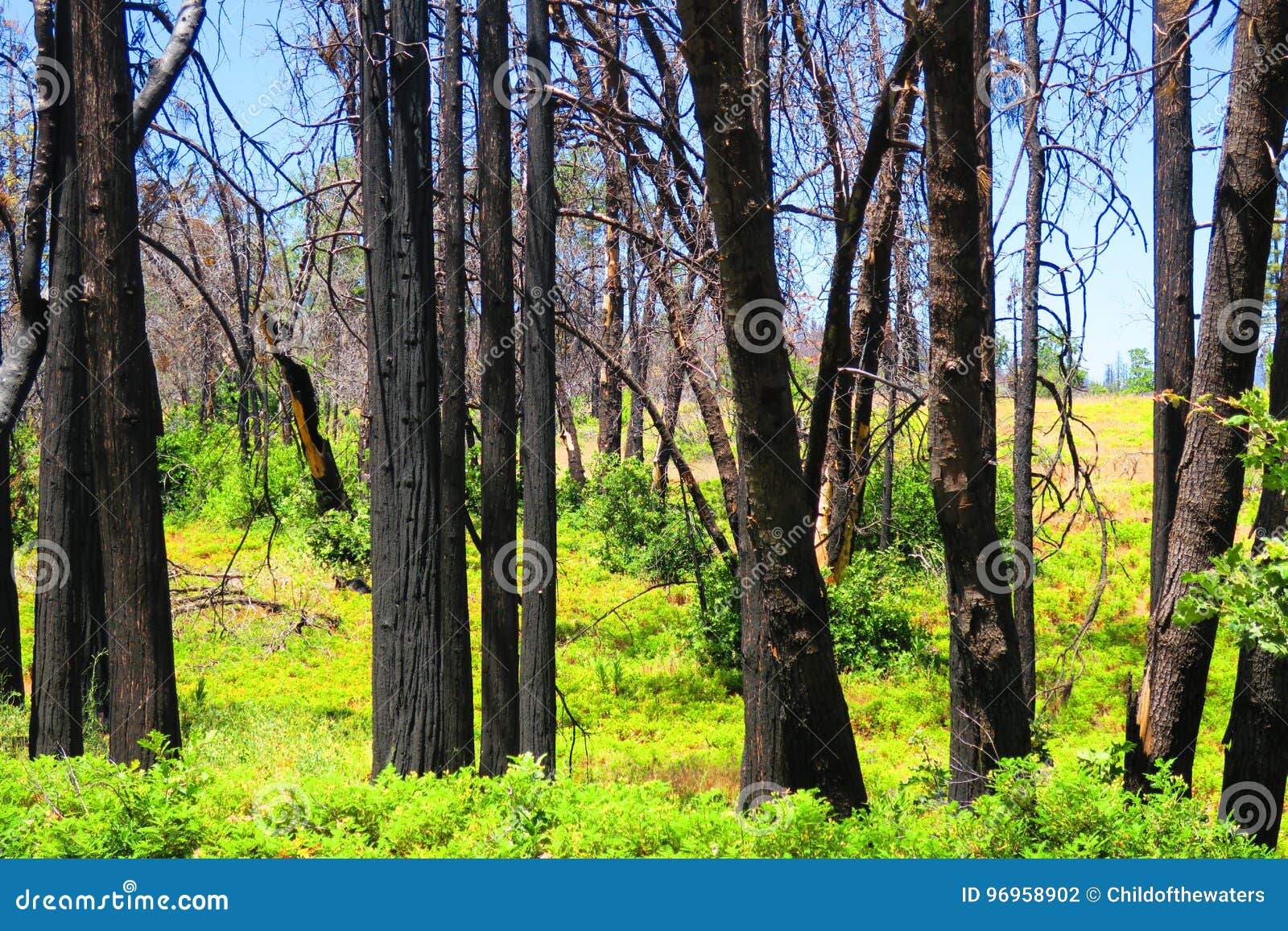 Burnt Trees Standing among Green Undergrowth Stock Photo - Image of ...
