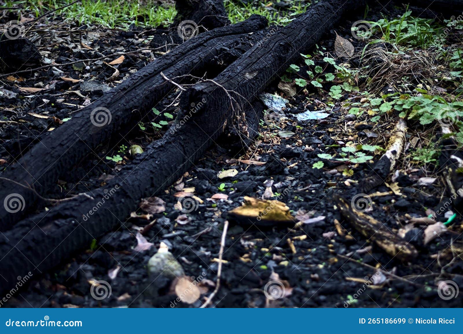 Burnt Trunks on the Ground Seen Up Close Stock Image - Image of burn ...