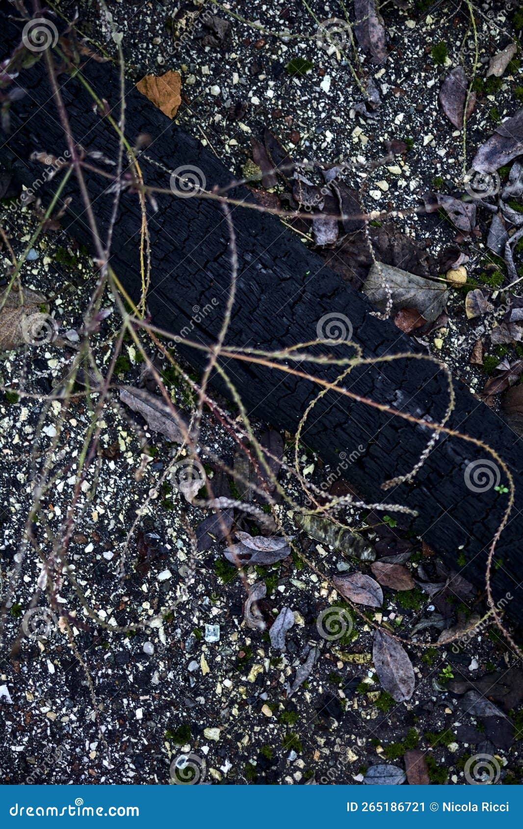 Burnt Trunks on the Ground Seen Up Close Stock Image - Image of ...