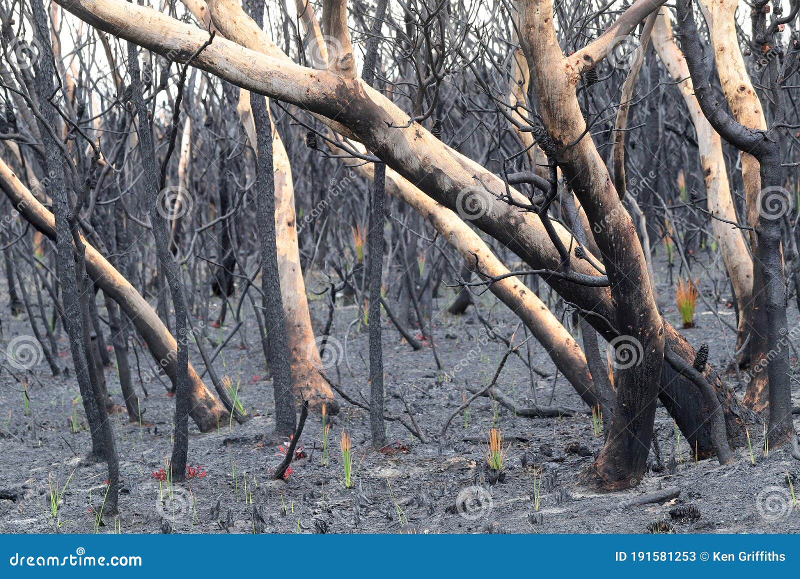 Burnt Vegetation after Bushfire Stock Image - Image of australia, fire ...