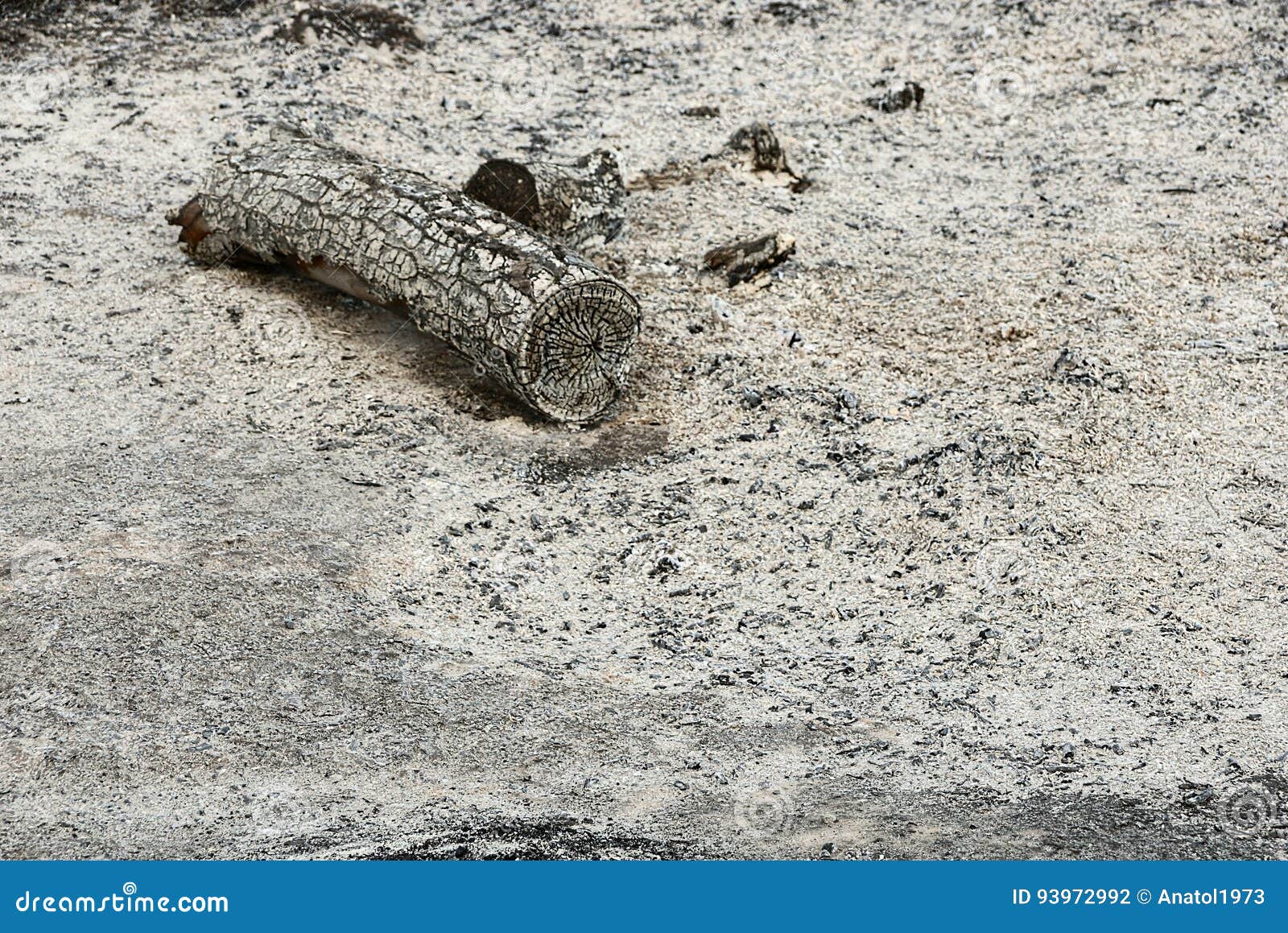 Burnt Wood Log on Gray Fire Ash Stock Photo - Image of coal, street ...