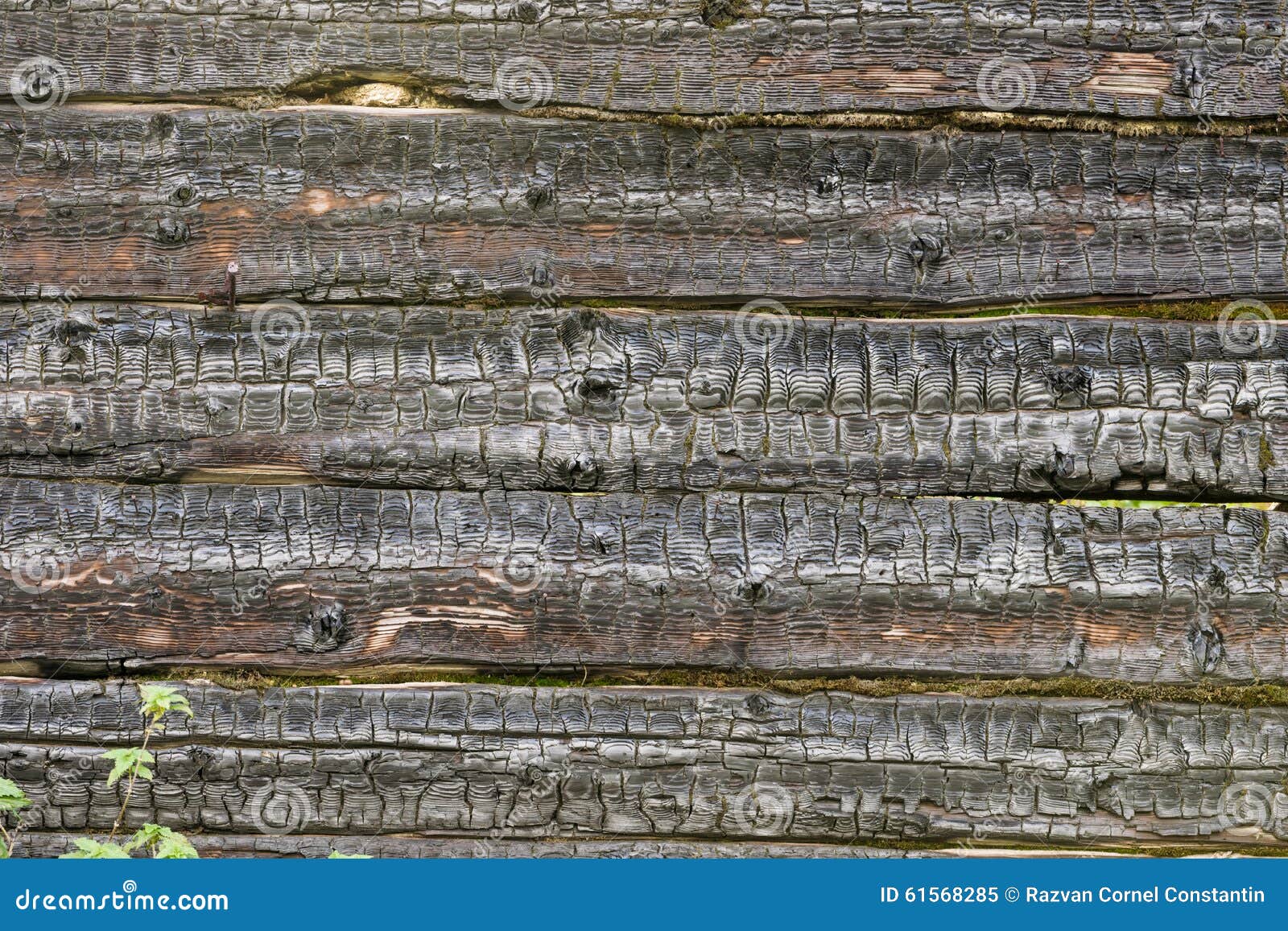 Burnt wood texture stock image. Image of grain, nature - 61568285