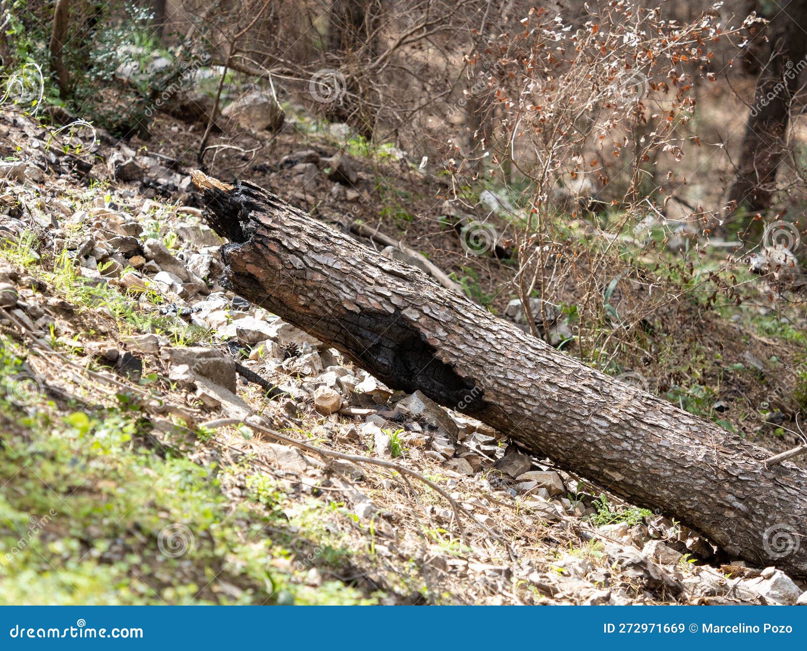 Burnt Wood Texture a Piece of Pine that Turned into Black Coal after a ...