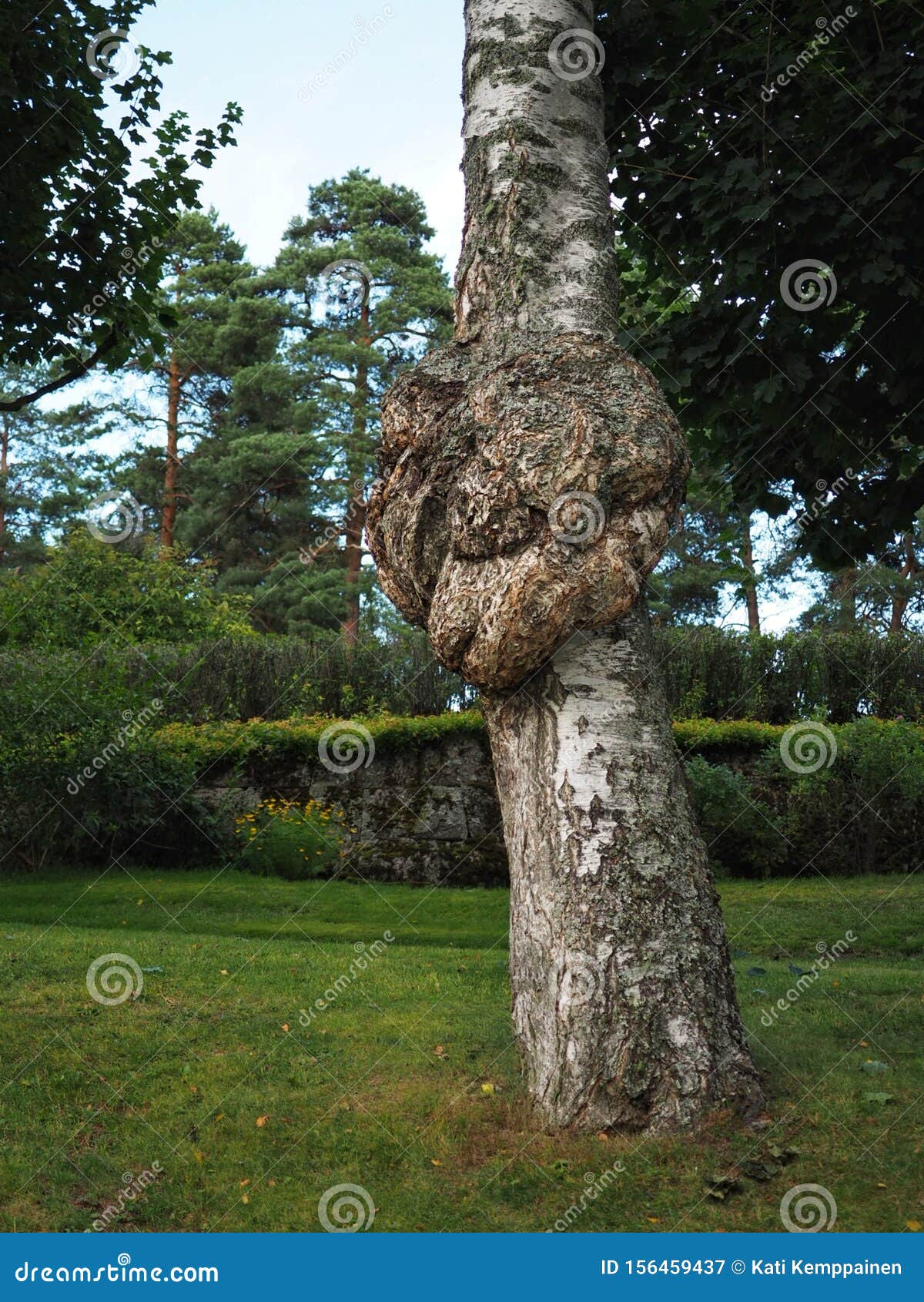 Burr or burl on tree stock image. Image of nanus, bump - 156459437