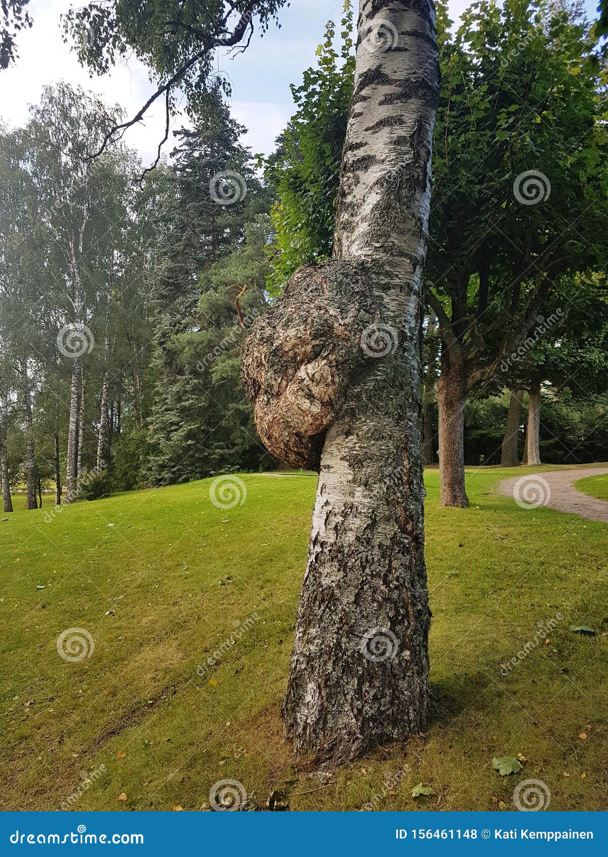 Burr or burl on tree stock photo. Image of knotty, bark - 156461148