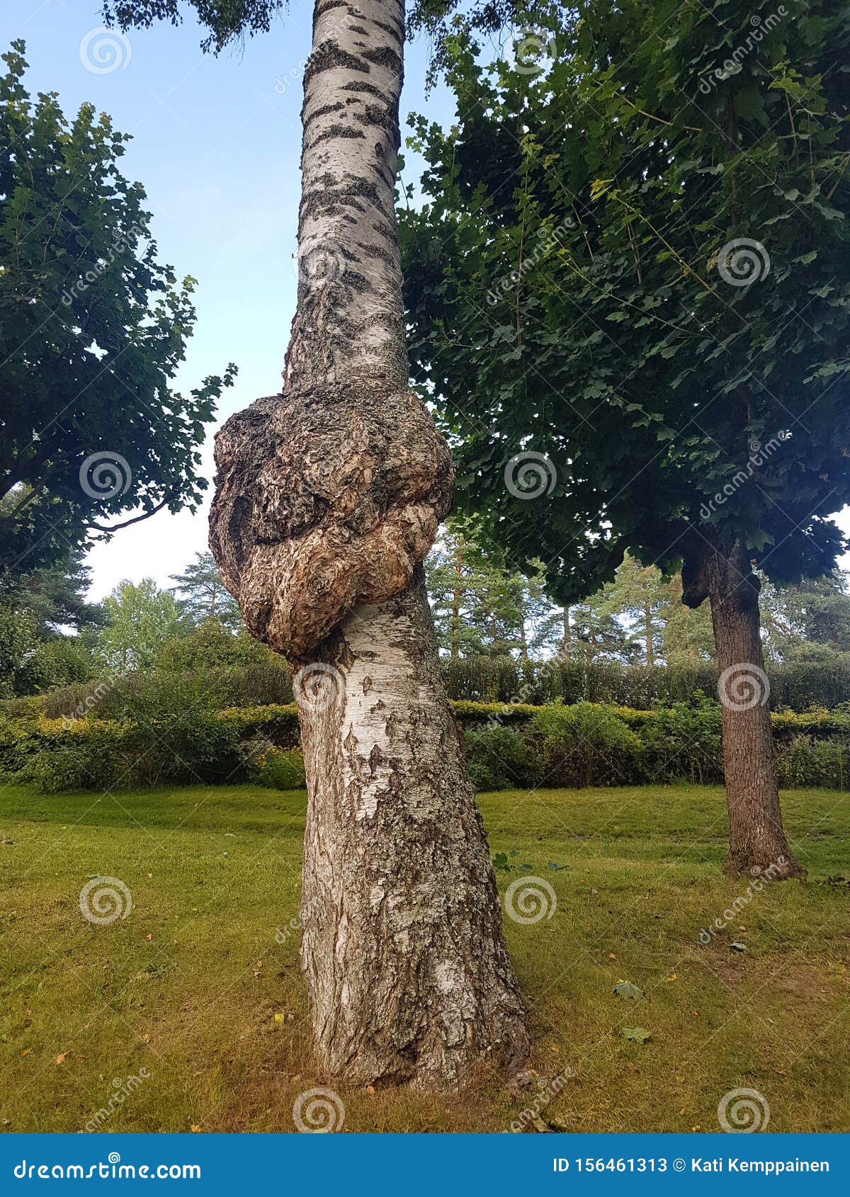 Burr or burl on tree stock image. Image of sculpture - 156461313