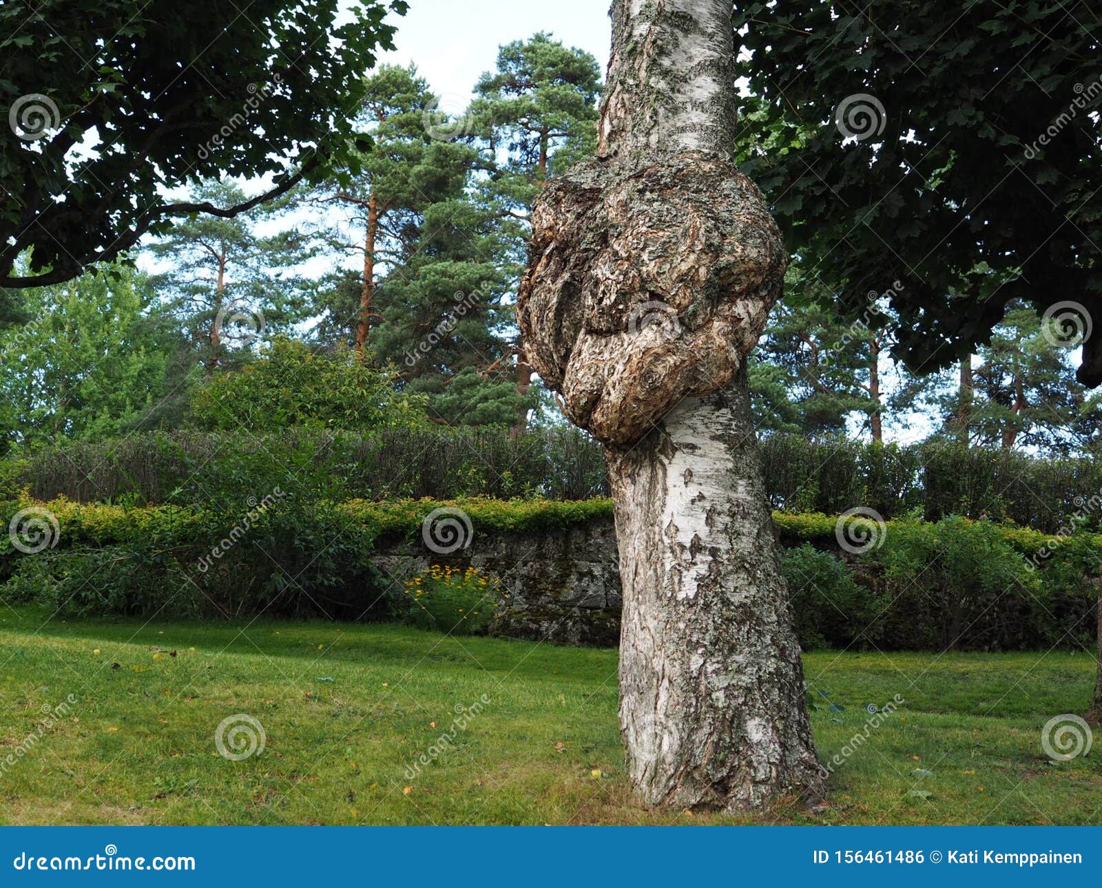 Burr or burl on tree stock photo. Image of betula, background - 156461486