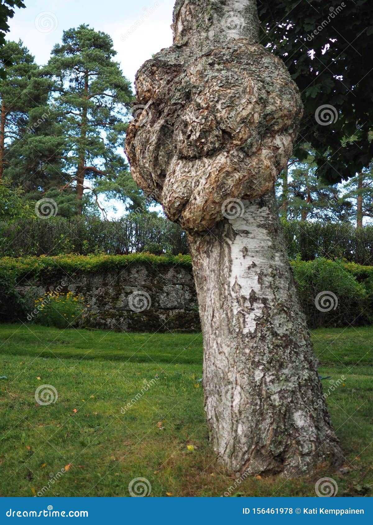 Burr or burl on tree stock photo. Image of forest, background - 156461978