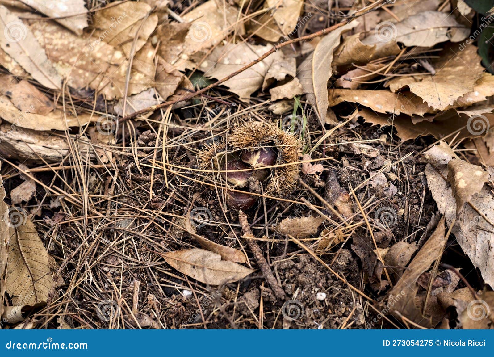 Burr with Chestnuts in it on the Ground with Foliage Seen Up Close ...