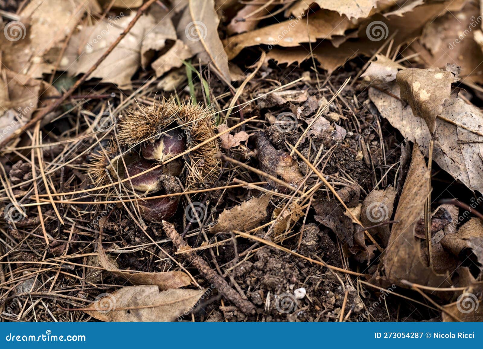 Burr with Chestnuts in it on the Ground with Foliage Seen Up Close ...