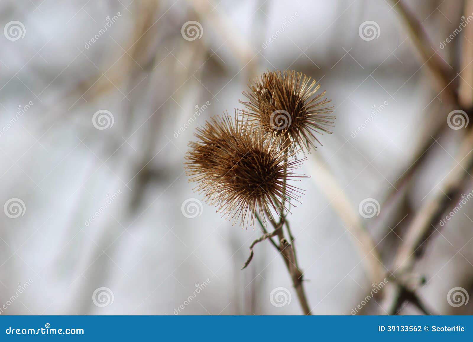 Burr stock photo. Image of bloom, growing, hook, bush - 39133562