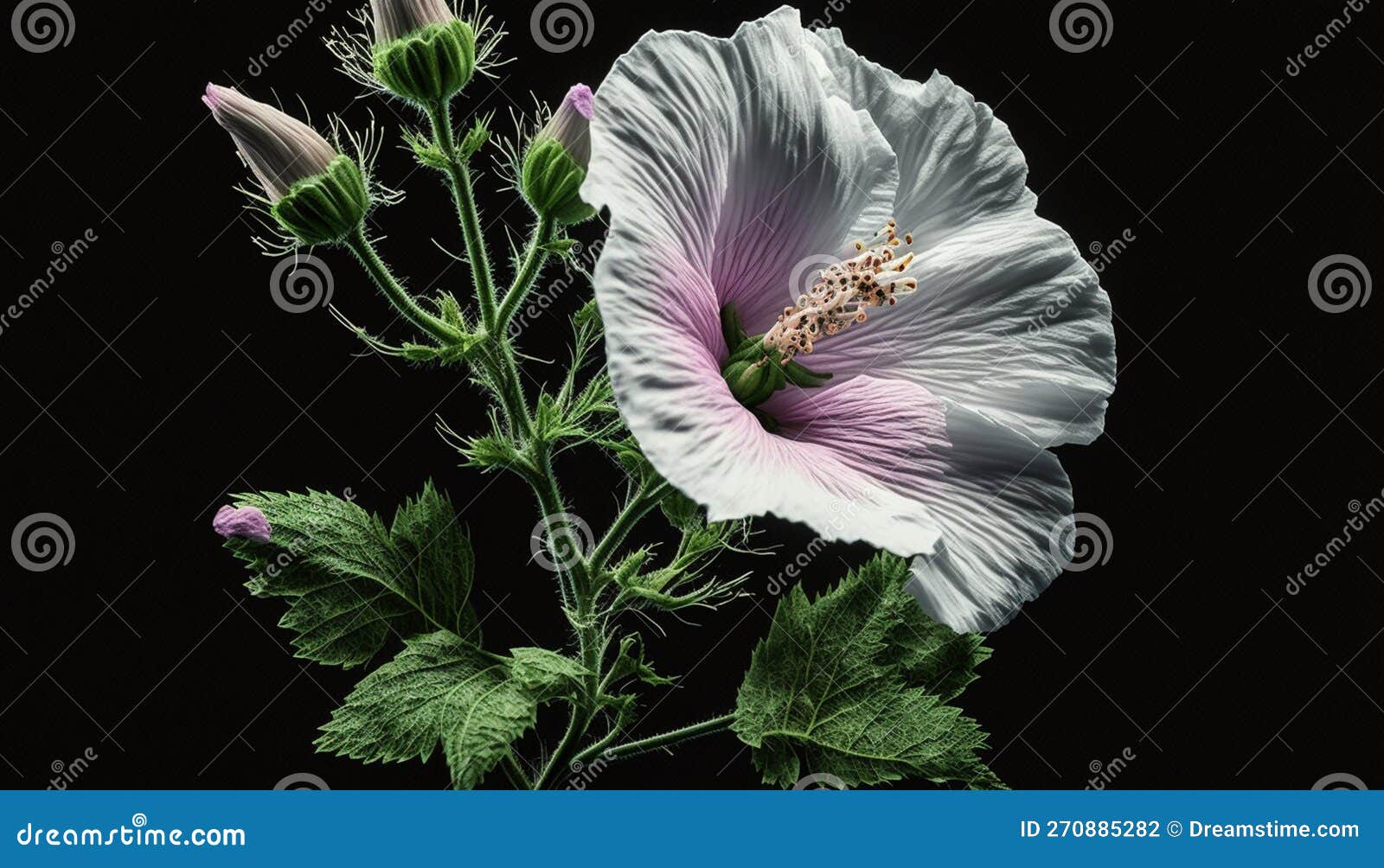 Burr Mallow Flower. Generative AI Stock Illustration - Illustration of ...