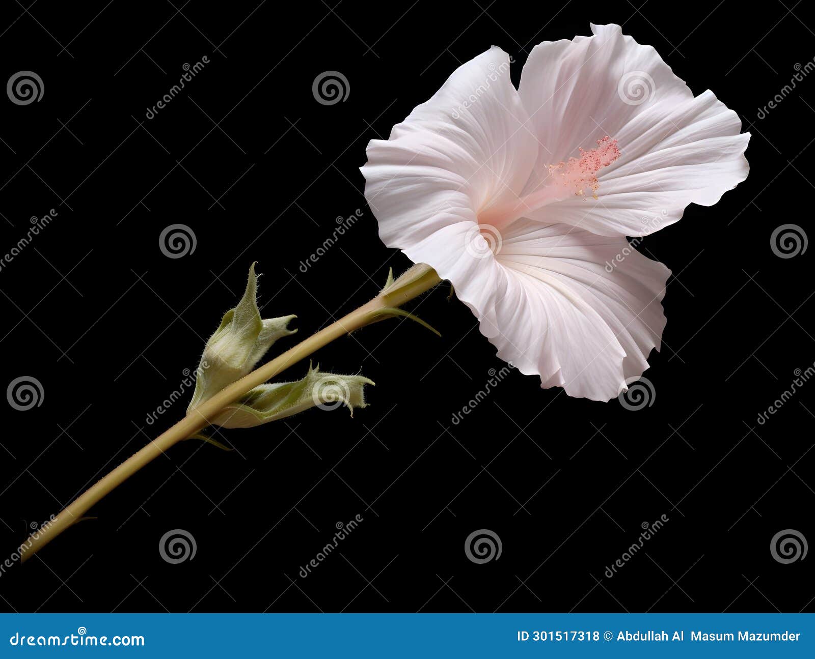 Burr Mallow Flower in Studio Background, Single Burr Mallow Flower ...